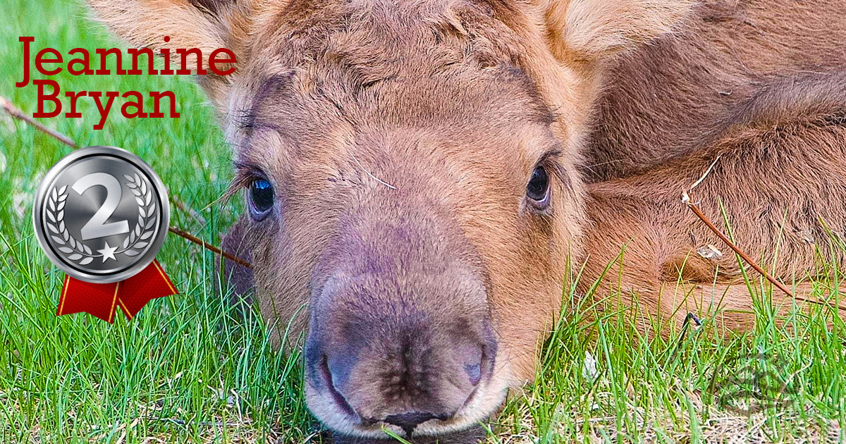 Photo Contest - True North Federal Credit Union